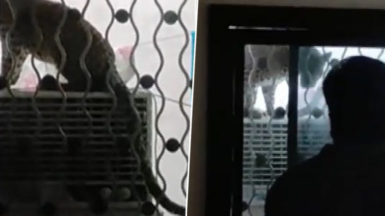 Leopard Enters Residential Area in Maharashtra’s Amravati, Rescued ...