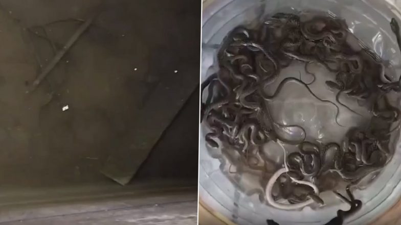 Snakes in Water Tank Viral Video: 27 Baby Snakes Rescued From House in ...